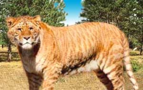 Mačkovité šelmy - Fotoalbum - Levy - LEVY - tygon 2.jpg